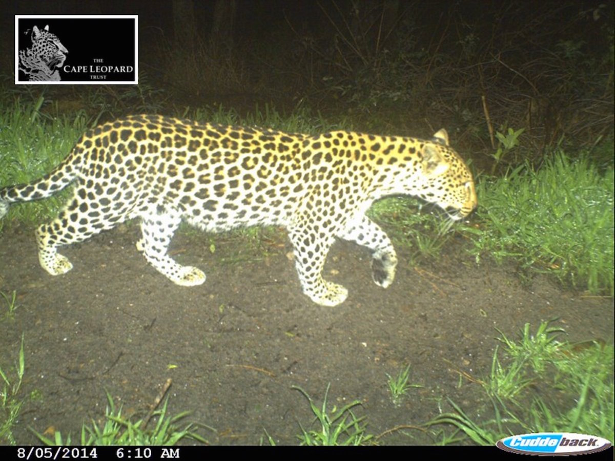 FNB W2W route yields exciting discovery for Cape Leopard Trust | Bike Hub