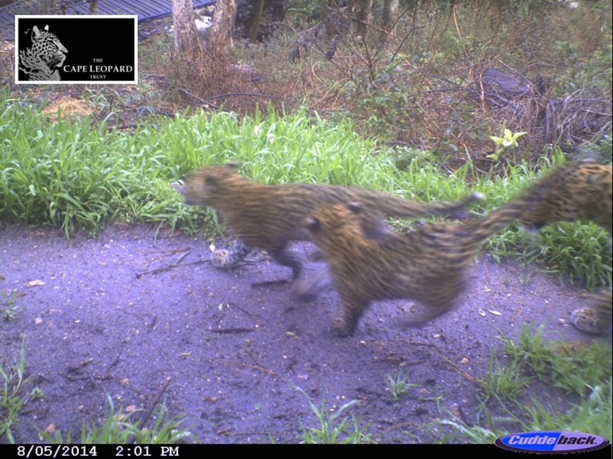 FNB W2W route yields exciting discovery for Cape Leopard Trust | Bike Hub